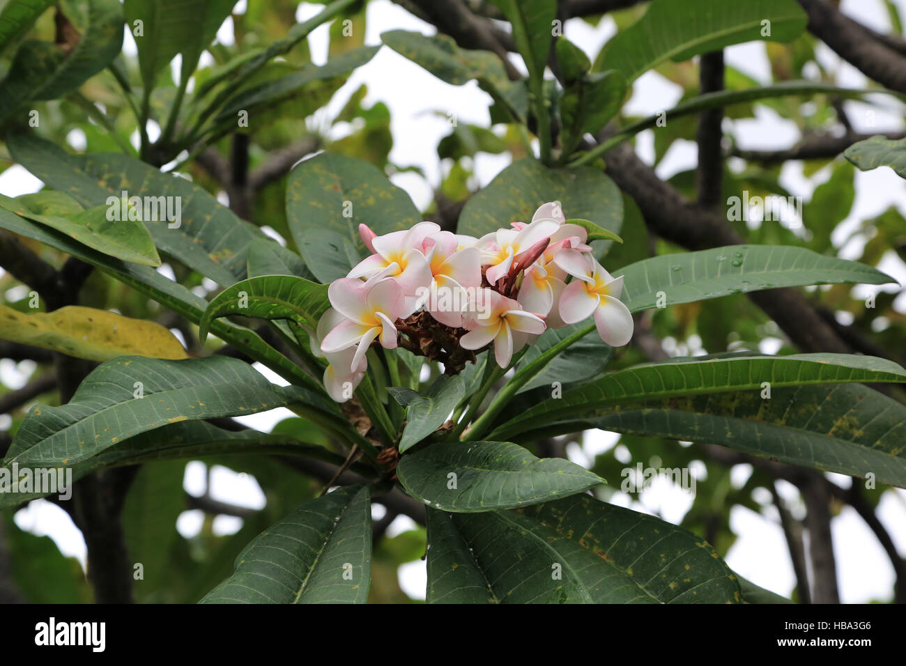 Frangipani, Plumeria plant Stock Photo - Alamy