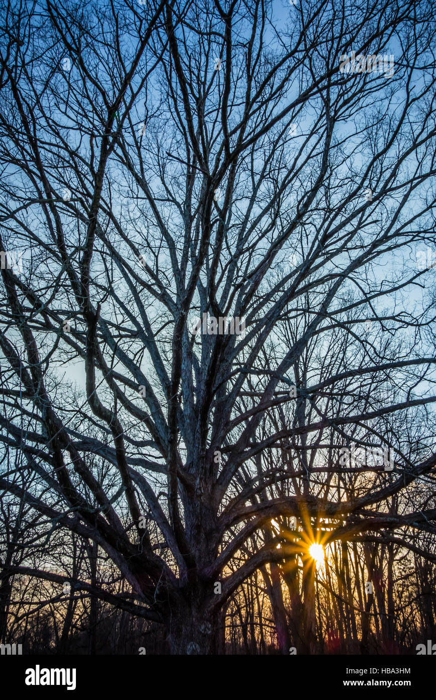 Tree on meadow sunset hi-res stock photography and images - Alamy
