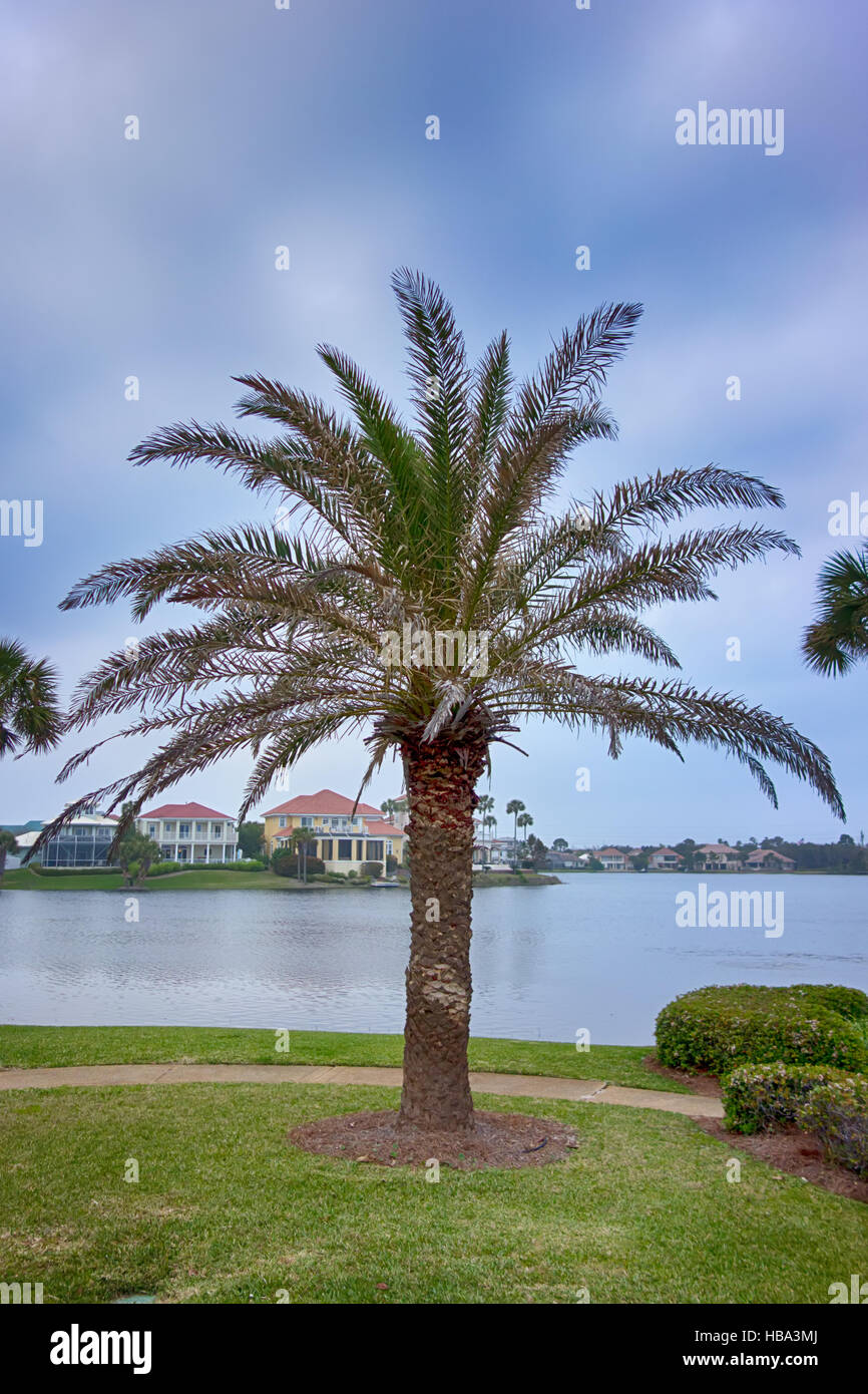 seashore gazebo and palm trees in florida Stock Photo - Alamy