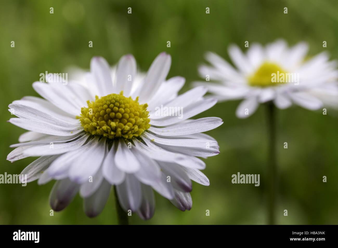 Daisy blossom hi-res stock photography and images - Alamy