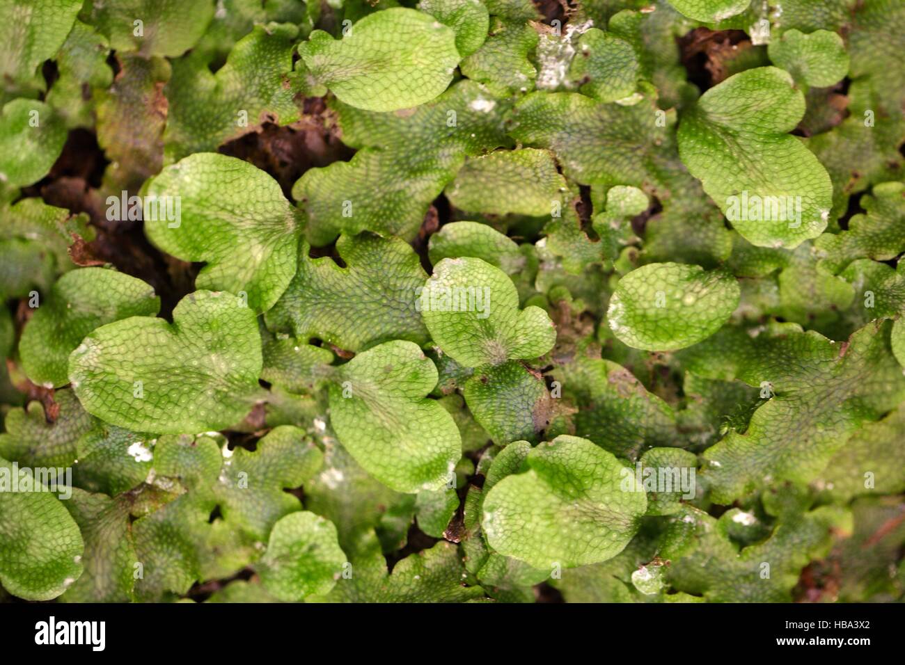 Moss liverwort hi-res stock photography and images - Alamy