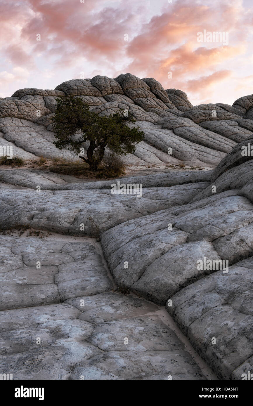 Standing alone among the cross bedding brain rock in Arizona's remote ...