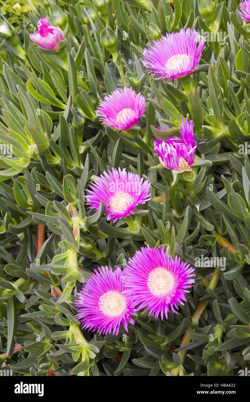 Highway iceplant hi-res stock photography and images - Alamy