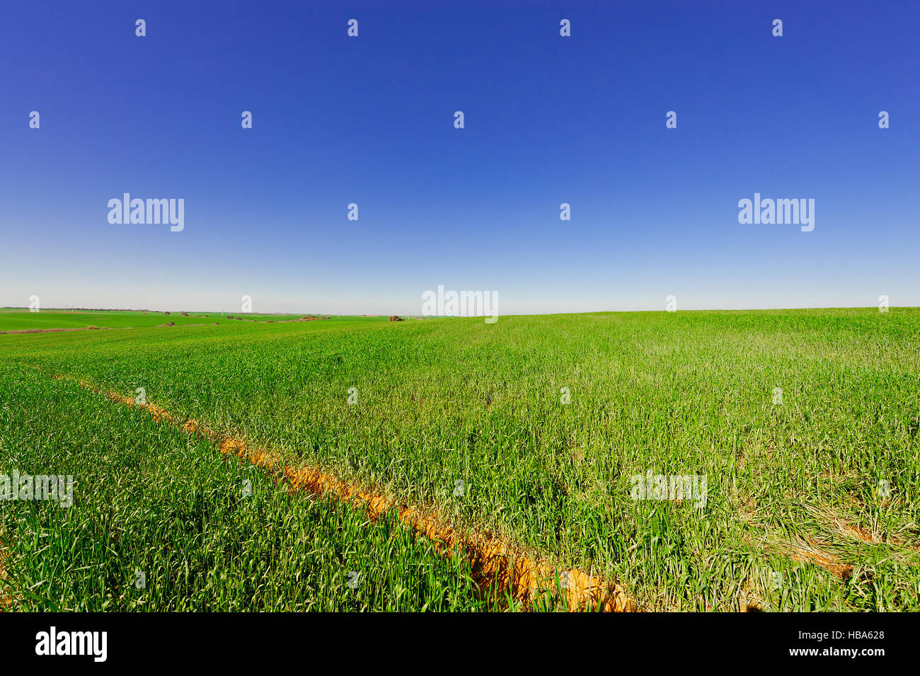 Field in Israel Stock Photo - Alamy