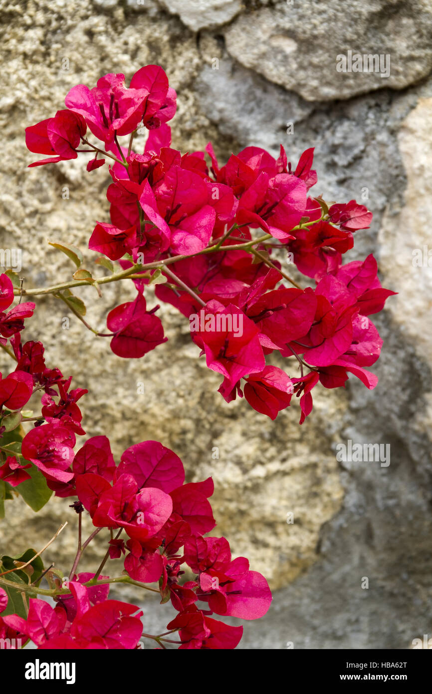 Vibrant red bougainvillea glabra hi-res stock photography and images ...