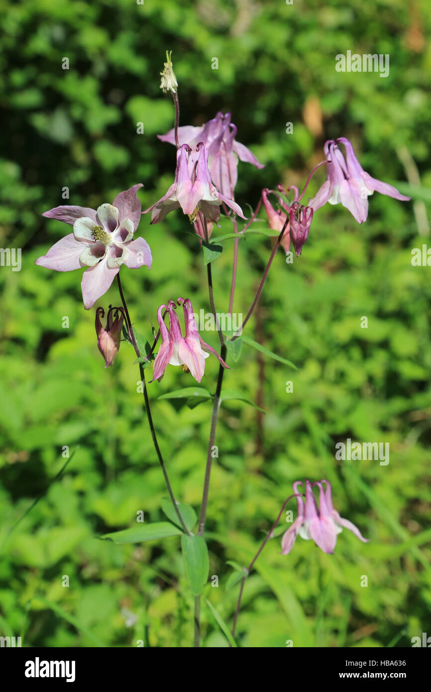 Common Columbine, Aquilegia vulgaris Stock Photo - Alamy