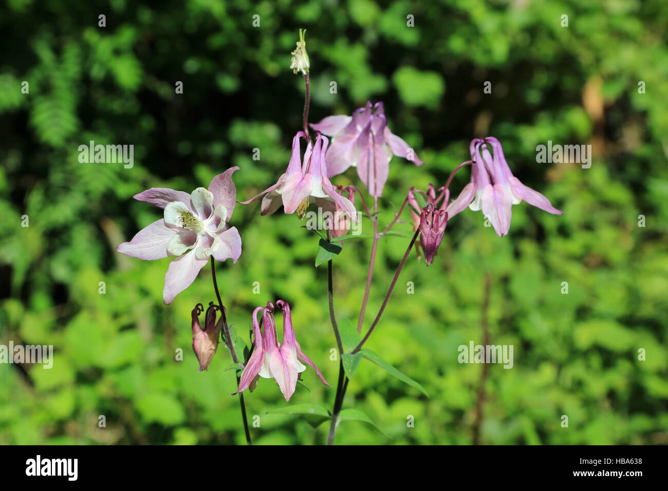 Common Columbine, Aquilegia vulgaris Stock Photo - Alamy