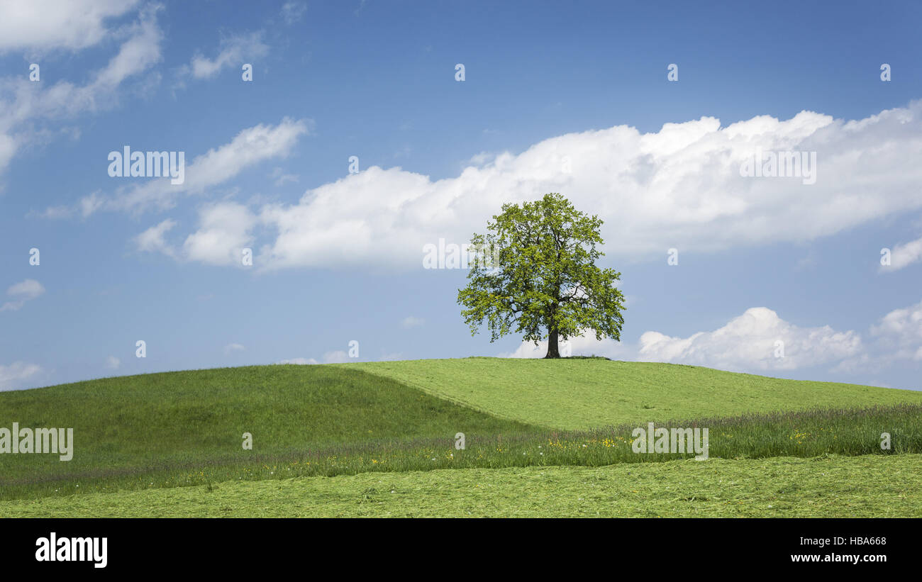 lonely tree on a hill Stock Photo - Alamy