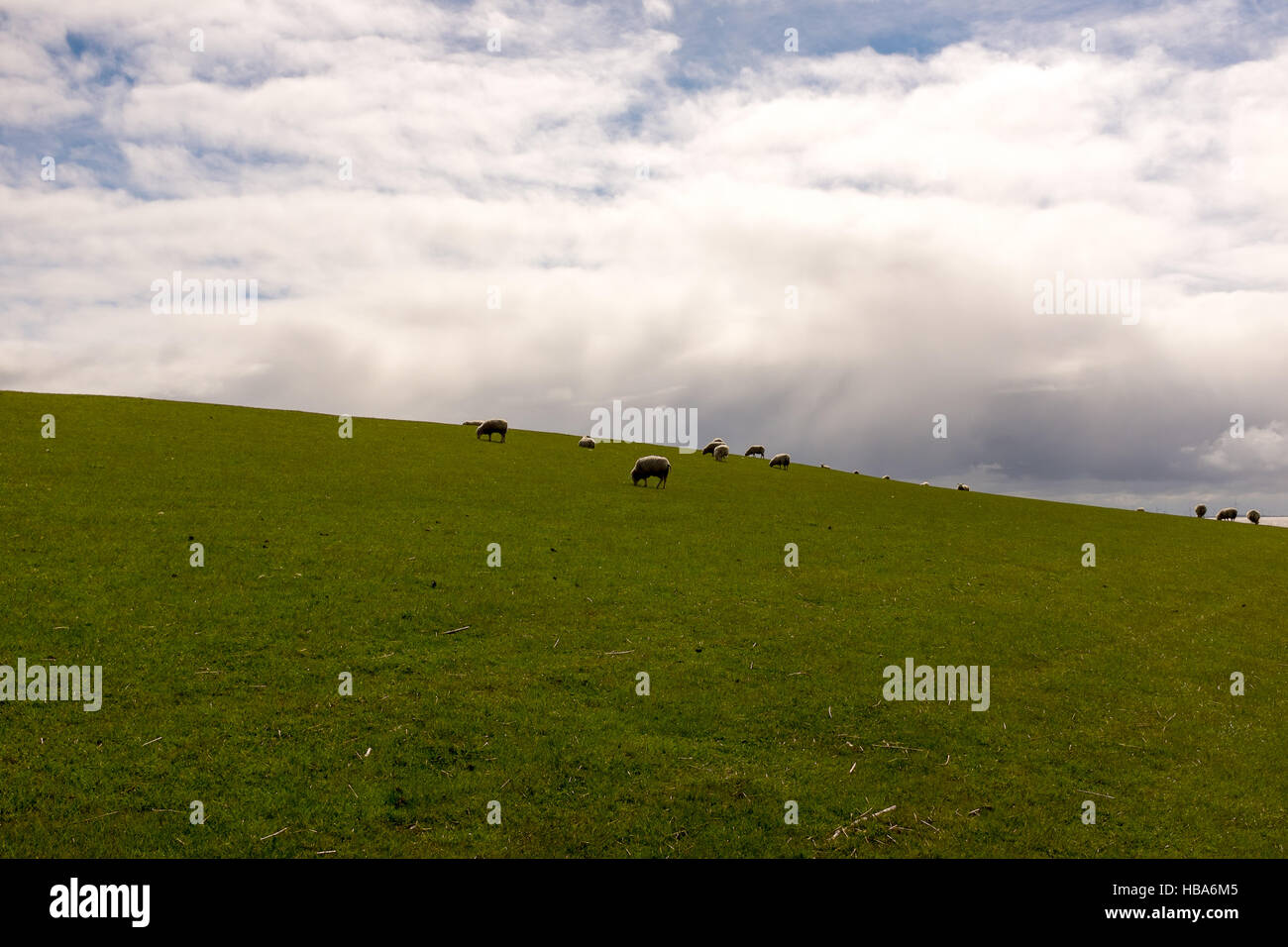 Nordsee algen hi-res stock photography and images - Alamy