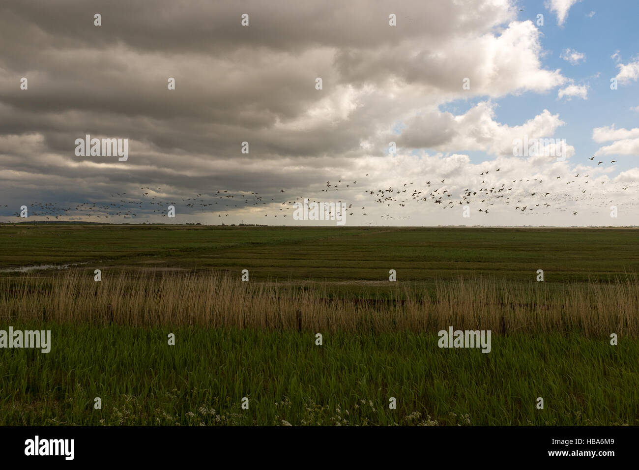 Nationalpark wattenmeer hi-res stock photography and images - Alamy