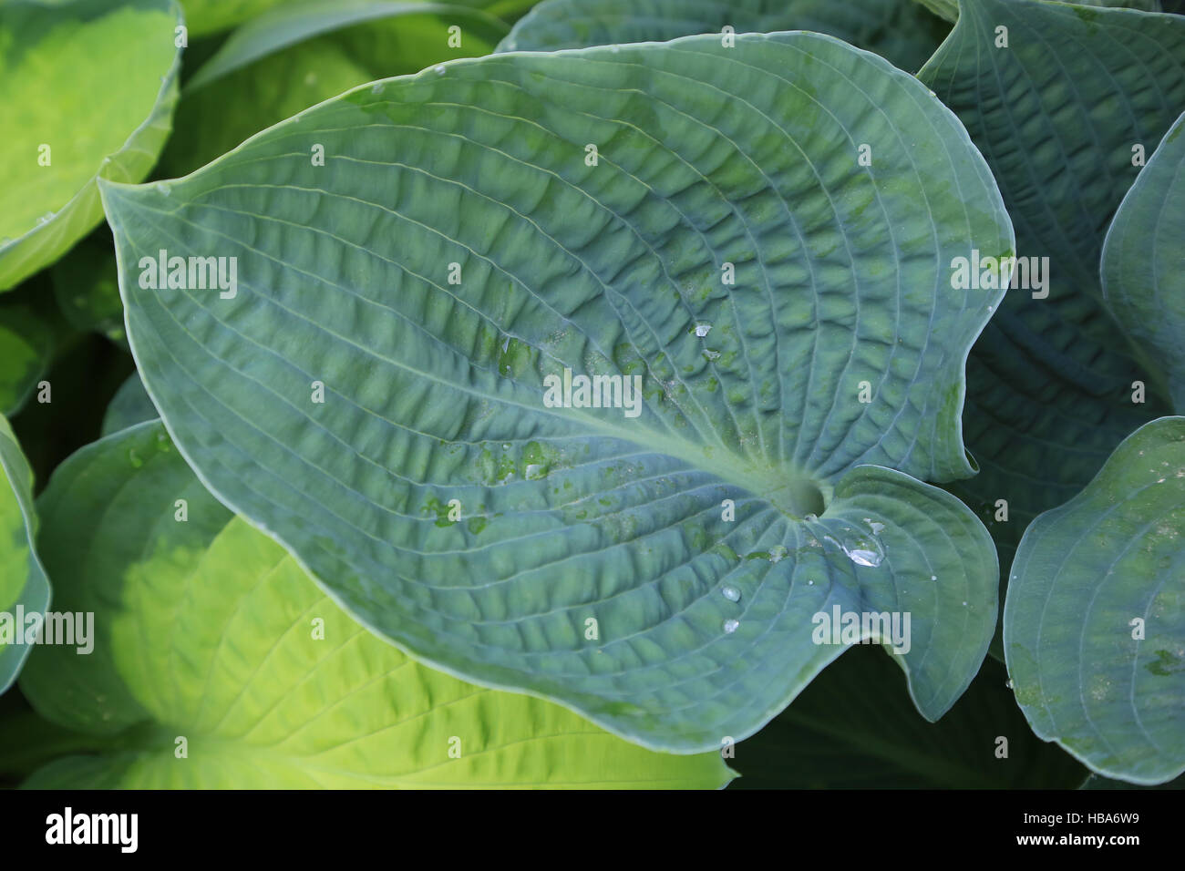 Plantain lily, Hosta Halcyon Stock Photo - Alamy