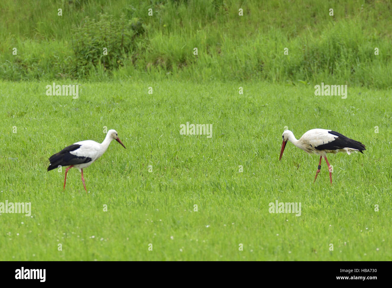 Stork ecology hi-res stock photography and images - Alamy