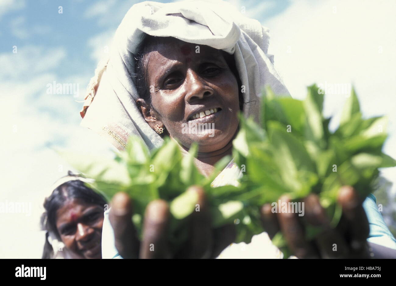 Indian tea plantation worker hi-res stock photography and images - Alamy