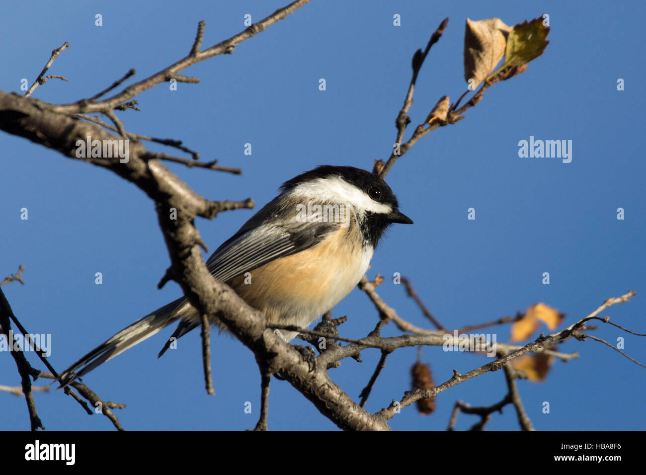 Black capped chickadees hi-res stock photography and images - Alamy