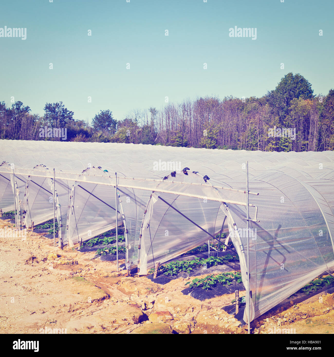 Square greenhouse hi-res stock photography and images - Alamy