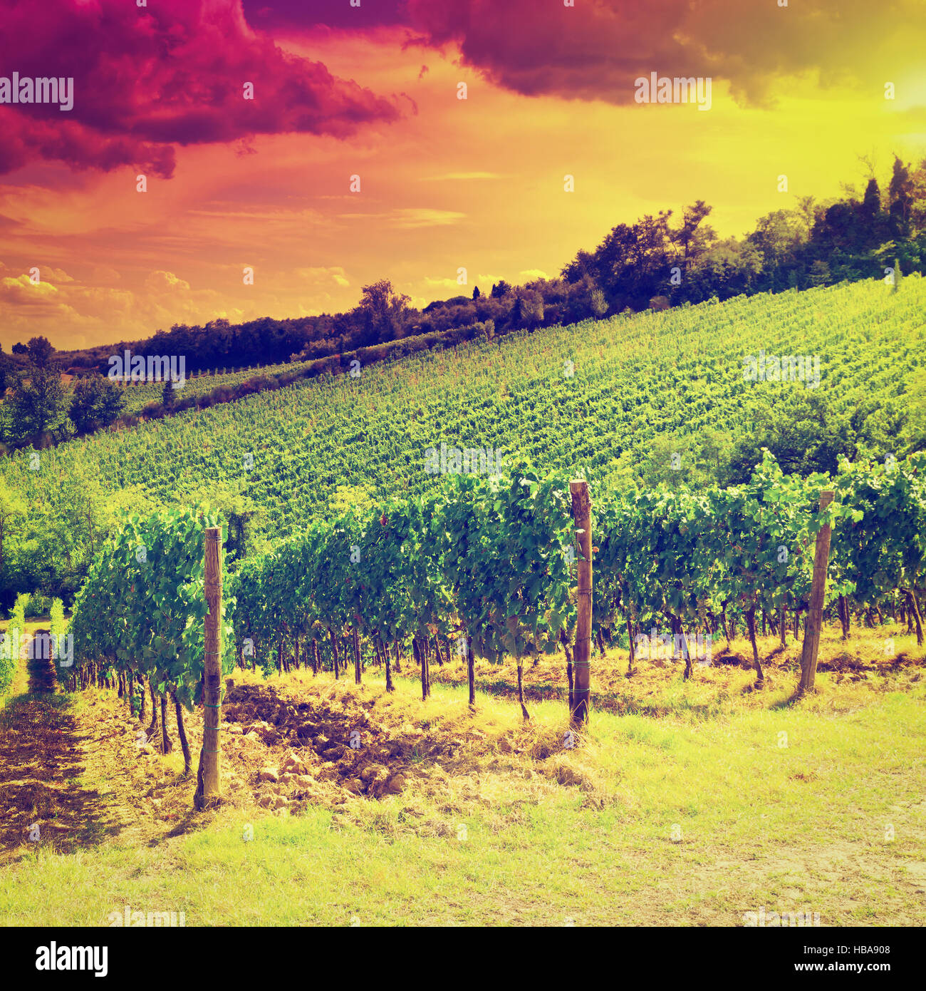 Vineyards at Sunset Stock Photo - Alamy
