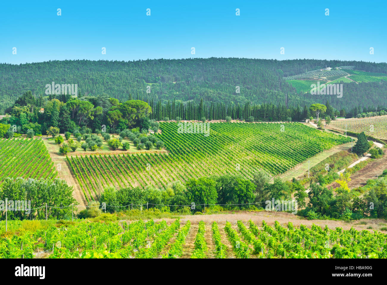 Italian forest vine hi-res stock photography and images - Alamy