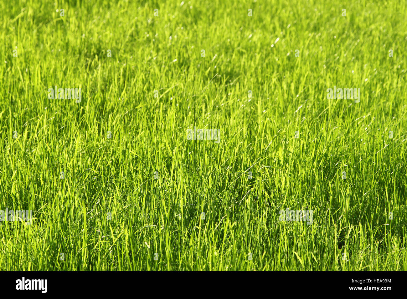 Sunny grass hi-res stock photography and images - Alamy