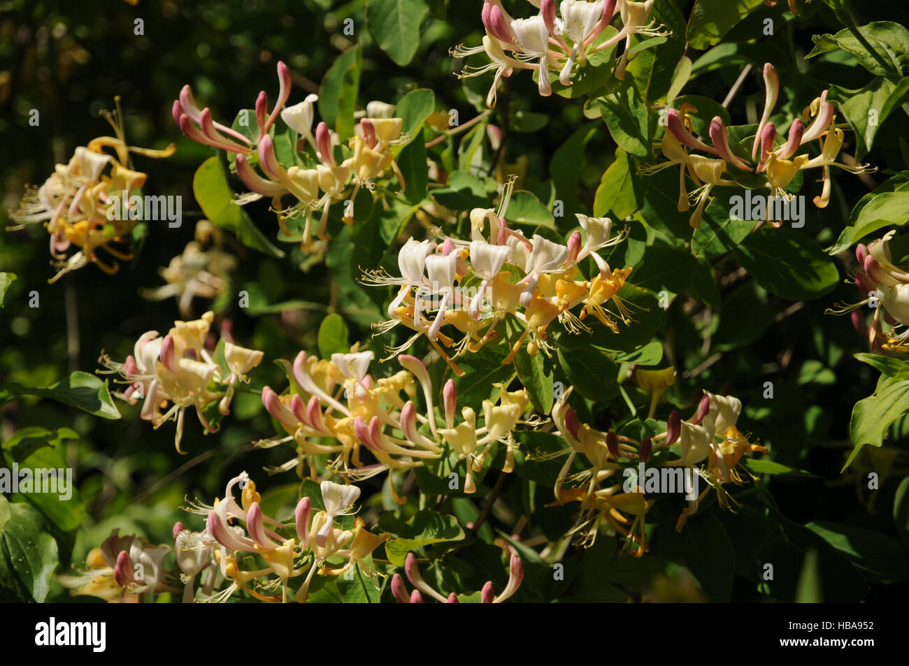 Lonicera caprifolium, Italian honeysuckle Stock Photo - Alamy