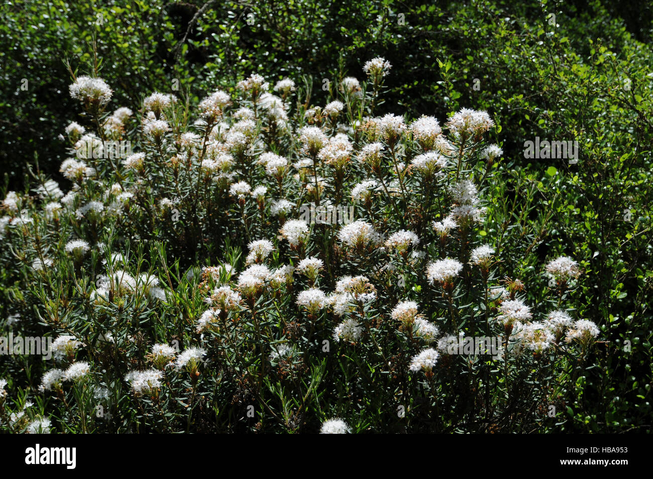Ledum palustre, Marsh labrador tea Stock Photo - Alamy