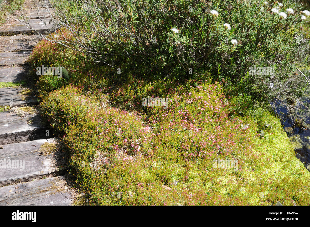 Vaccinium oxycoccos, Moosbeere, Cranberry Stock Photo - Alamy