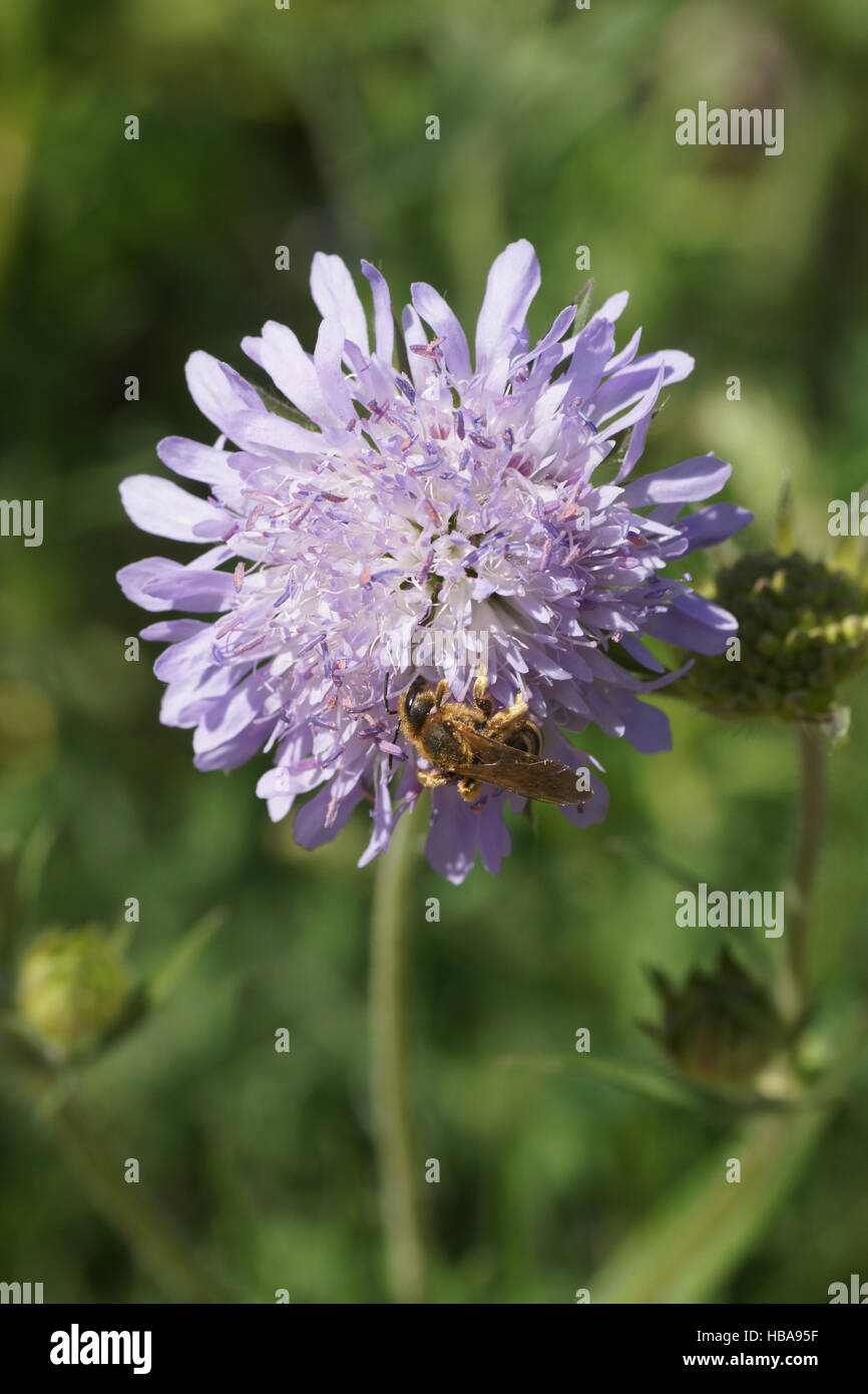 Knautia arvensis, Widow flower, with bee Stock Photo - Alamy