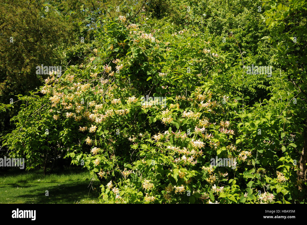 Lonicera caprifolium, Italian honeysuckle Stock Photo - Alamy