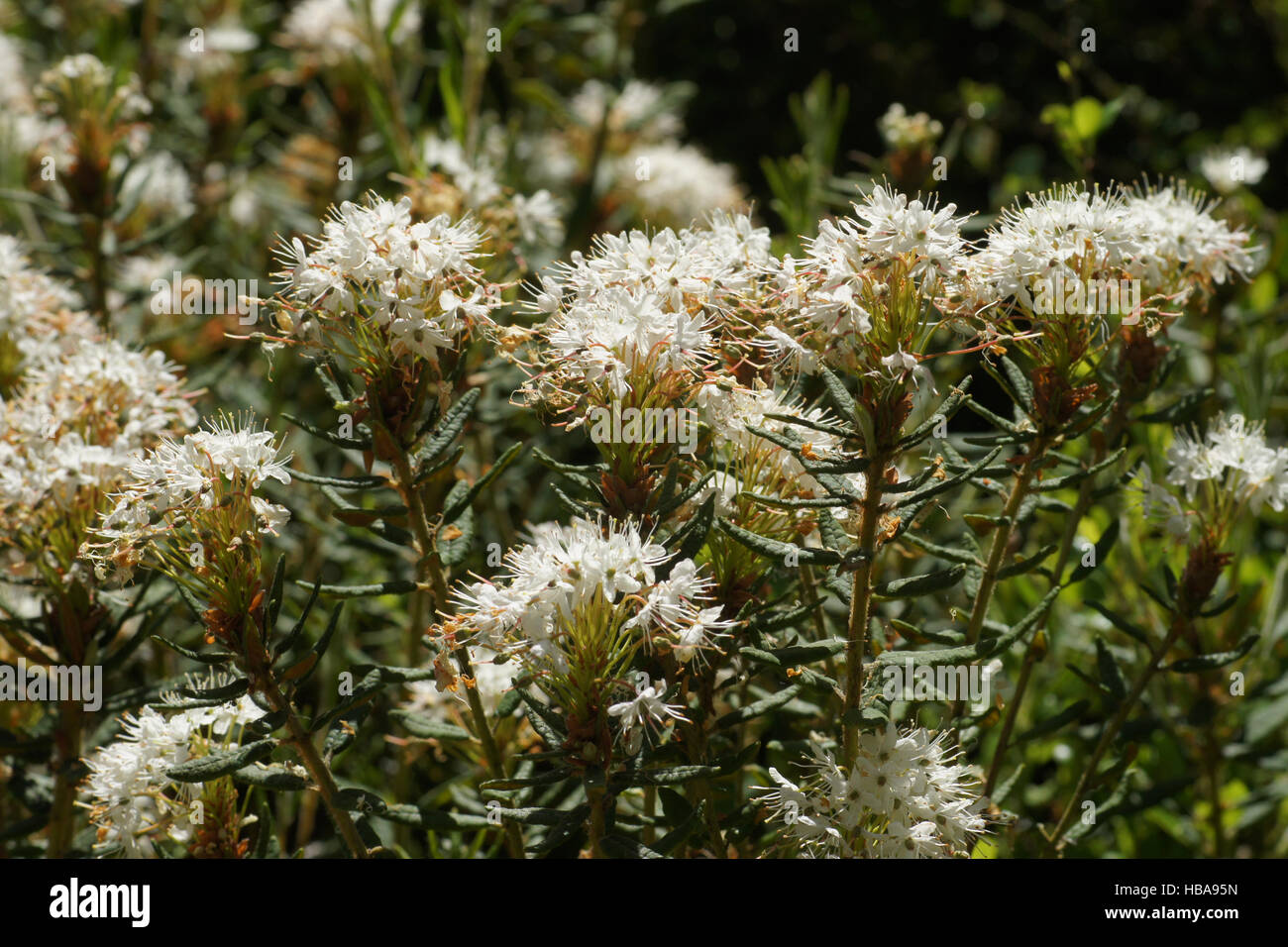 Ledum palustre, Marsh labrador tea Stock Photo - Alamy