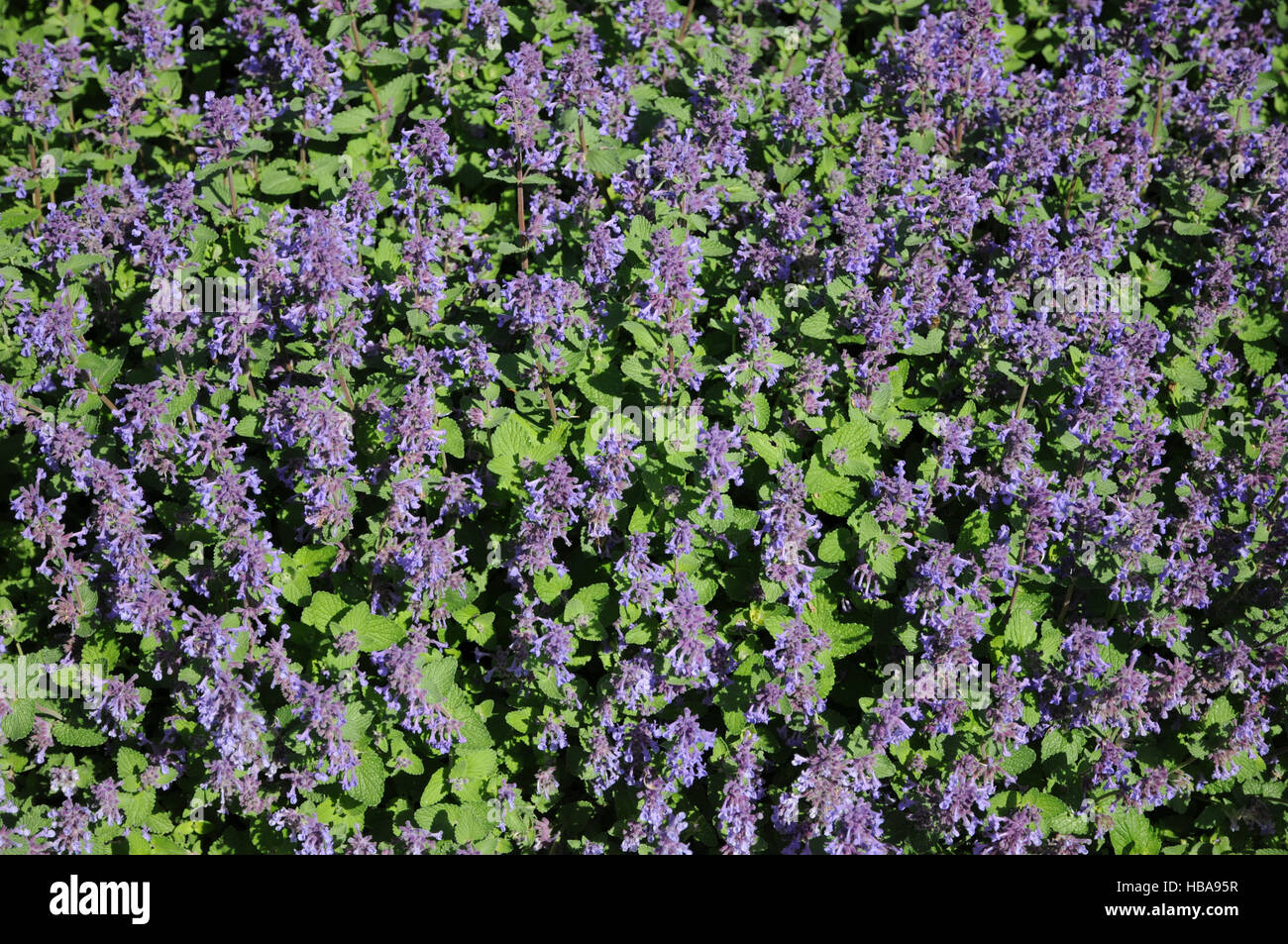 Nepeta racemosa, Catmint Stock Photo - Alamy