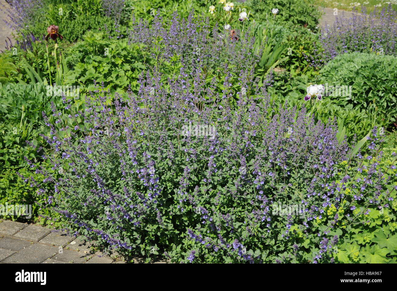 Nepeta racemosa, Catmint Stock Photo - Alamy