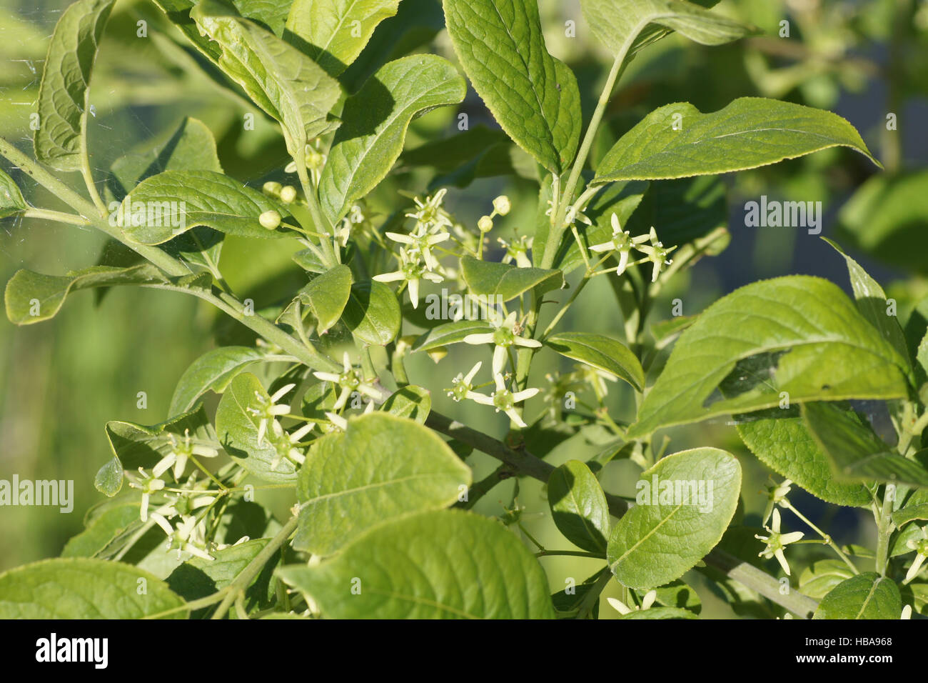 Euonymus europaeus, European spindle Stock Photo - Alamy