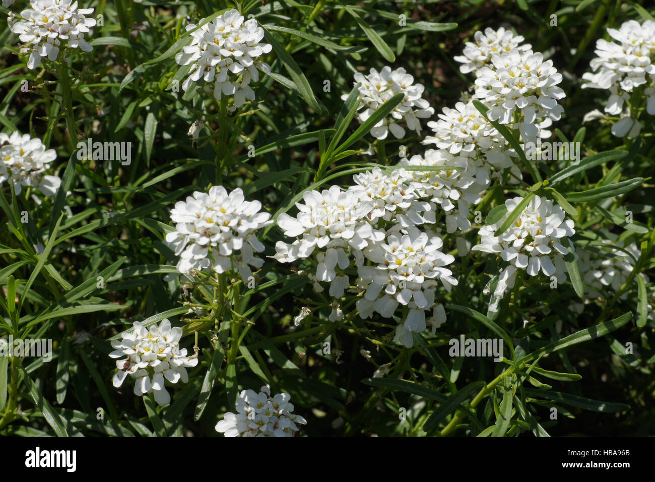 Iberis amara, Annual candytuft Stock Photo - Alamy