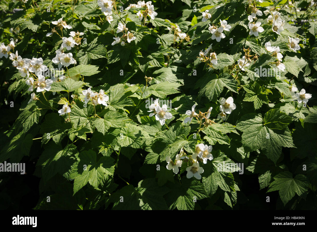 Thimbleberry hi-res stock photography and images - Alamy