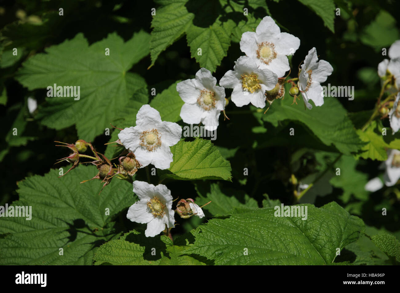 Thimbleberry hi-res stock photography and images - Alamy