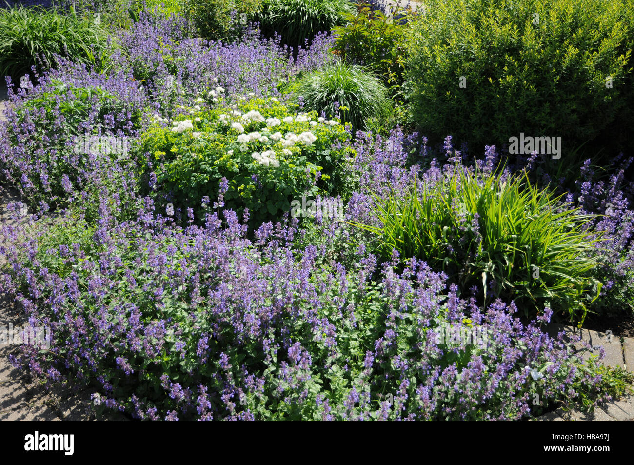 Nepeta racemosa, Catmint Stock Photo - Alamy
