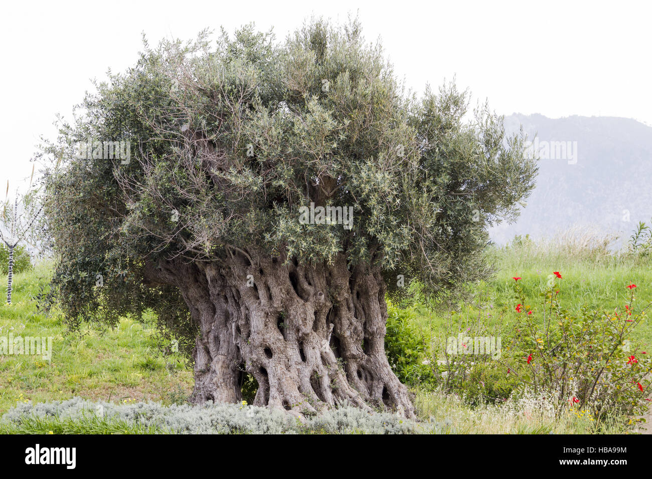 Magnificent olive tree hi-res stock photography and images - Alamy