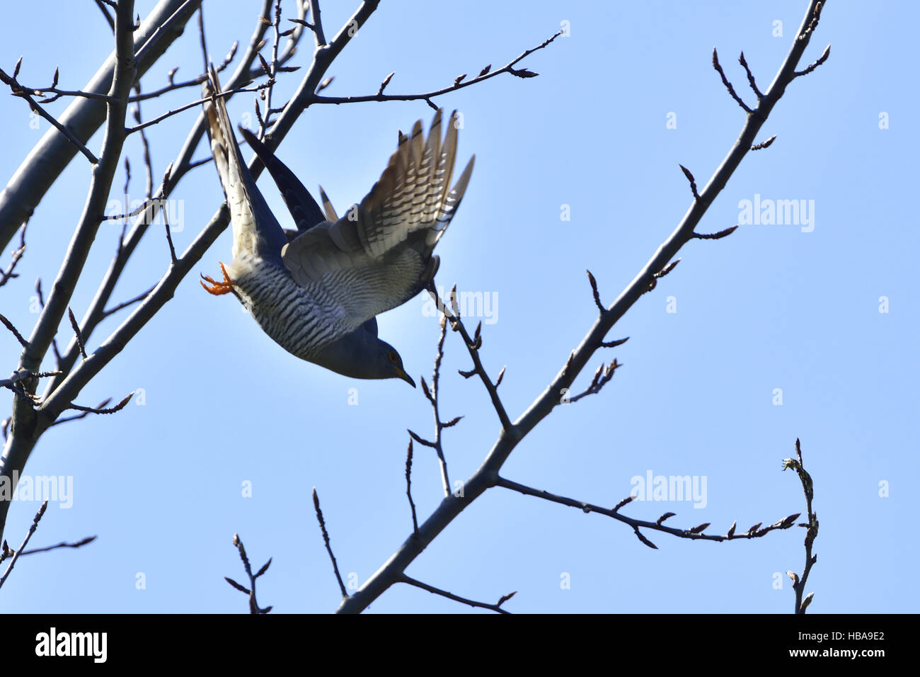 Grey cuckoo hi-res stock photography and images - Alamy
