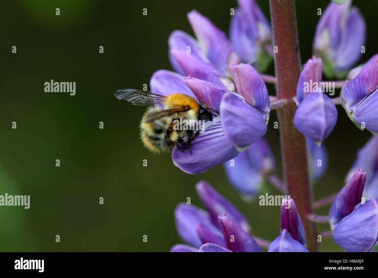 Common carder bumble bee hi-res stock photography and images - Alamy