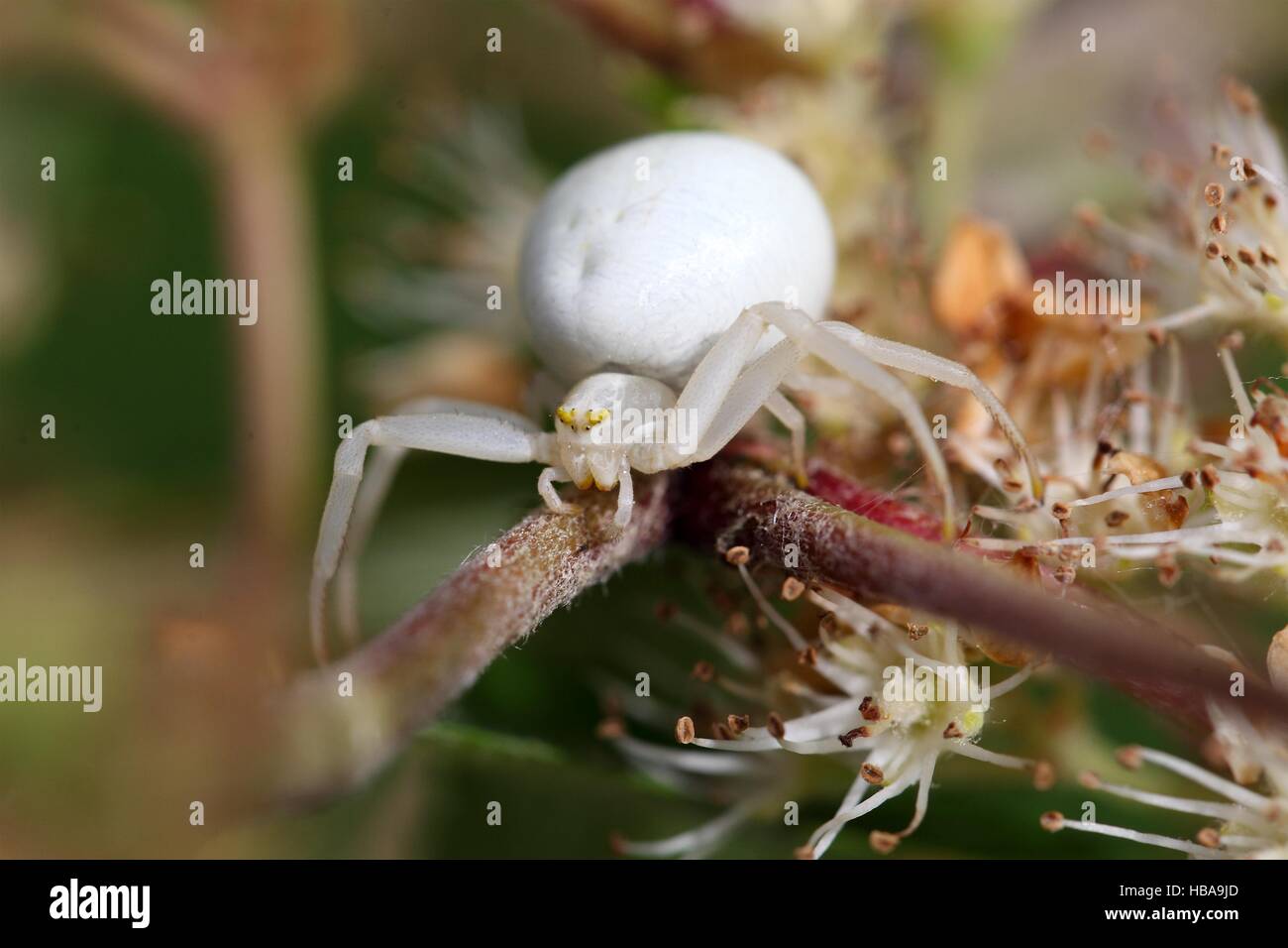 Goldenrod Crab Spider (Misumena vatia Stock Photo - Alamy