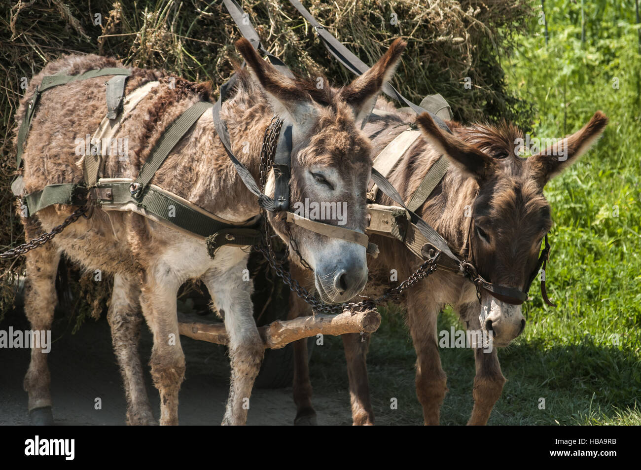 Donkeys pulling a cart loaded with hay Stock Photo - Alamy
