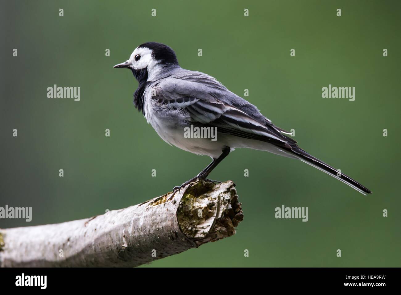 White Wagtail 4 Stock Photo - Alamy