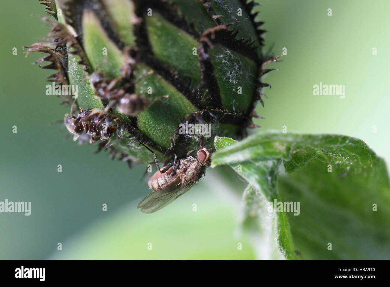 Fly and ant Stock Photo - Alamy