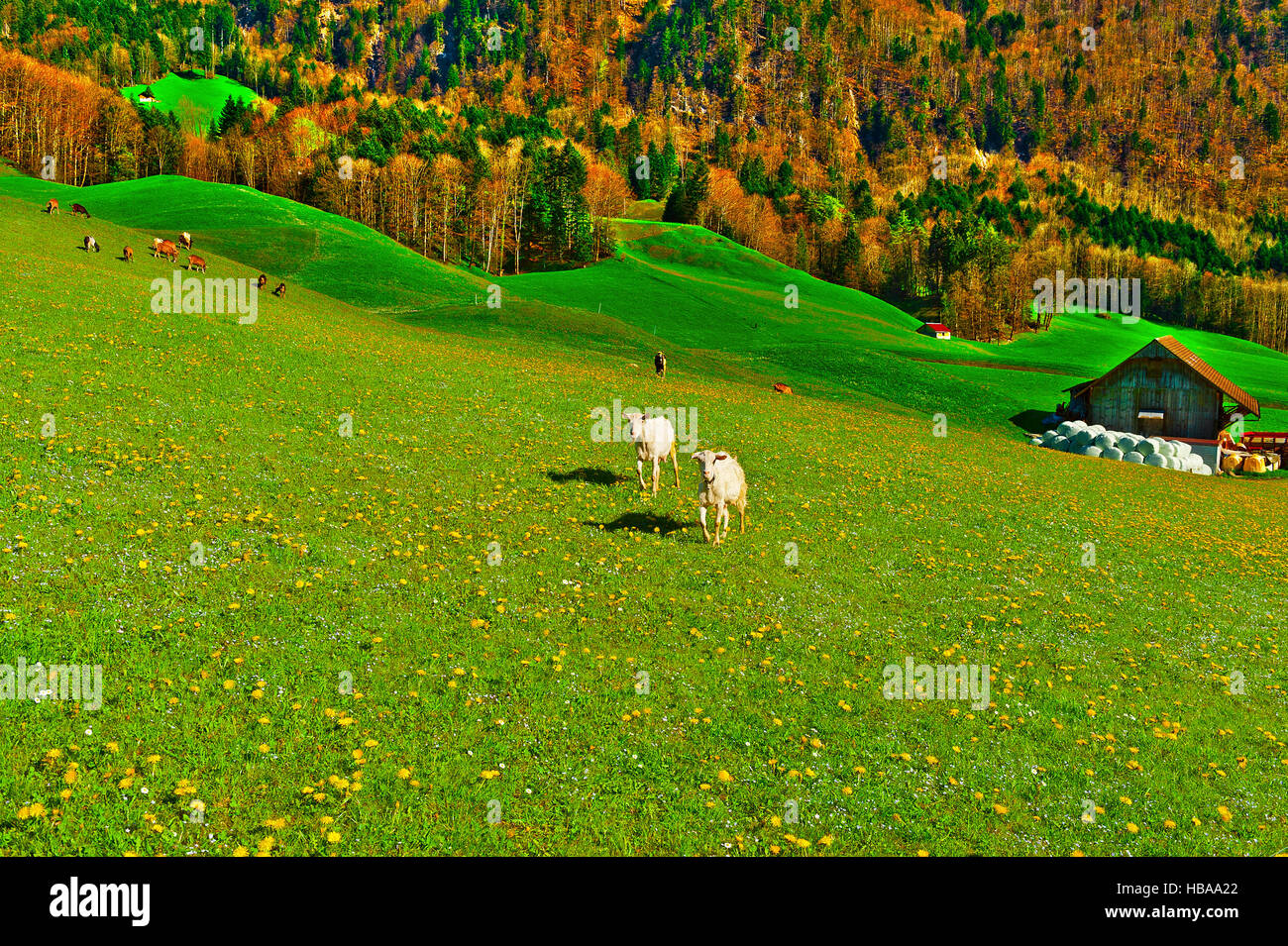 Goat herd swiss hi-res stock photography and images - Alamy