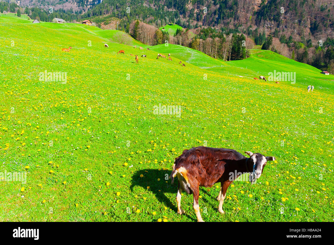 Goat herd swiss alps hi-res stock photography and images - Alamy