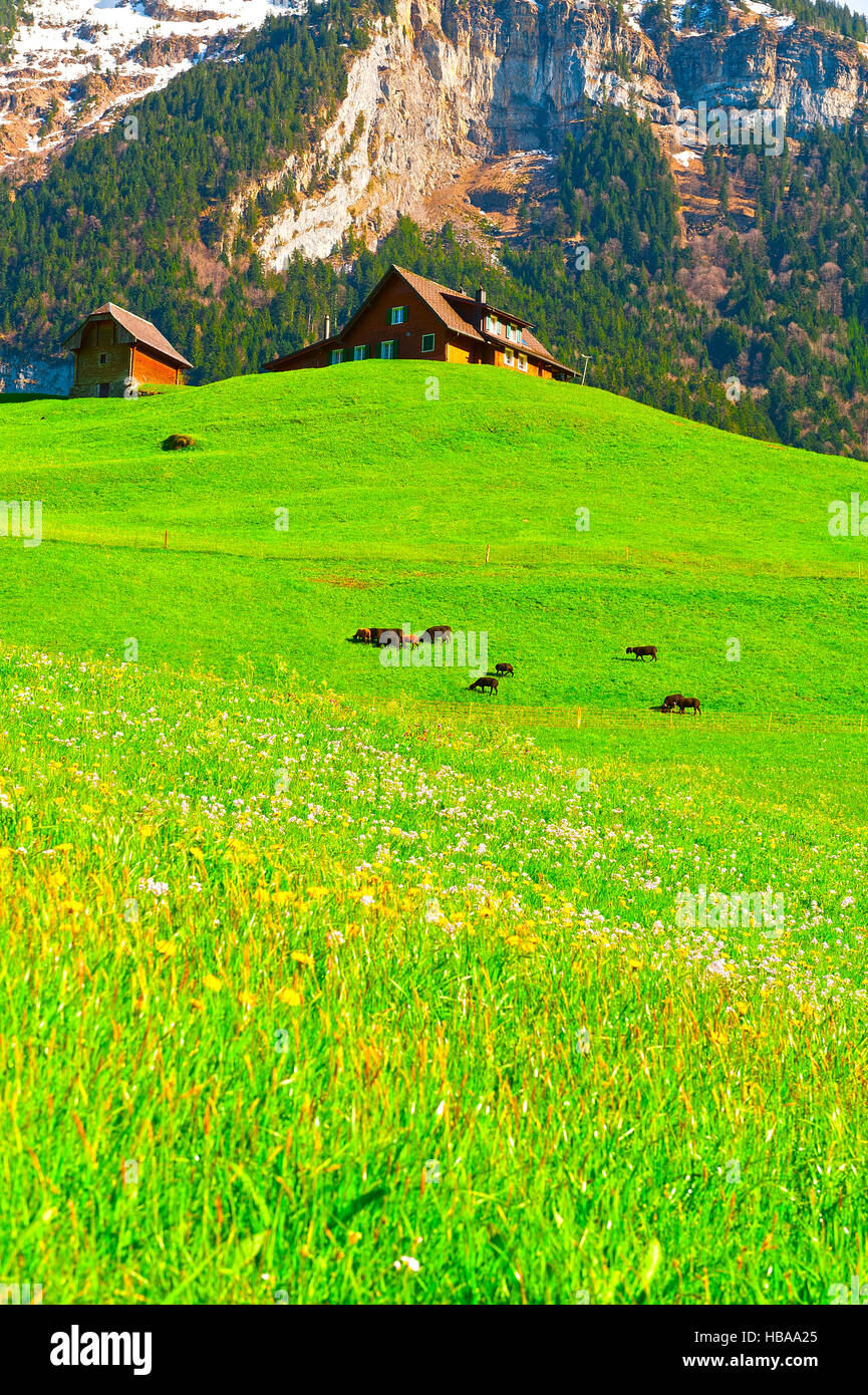 Goat herd swiss alps hi-res stock photography and images - Alamy