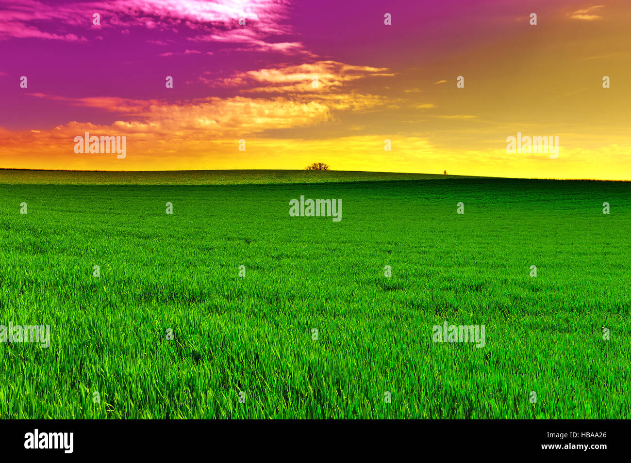 Pasture at Sunset Stock Photo - Alamy