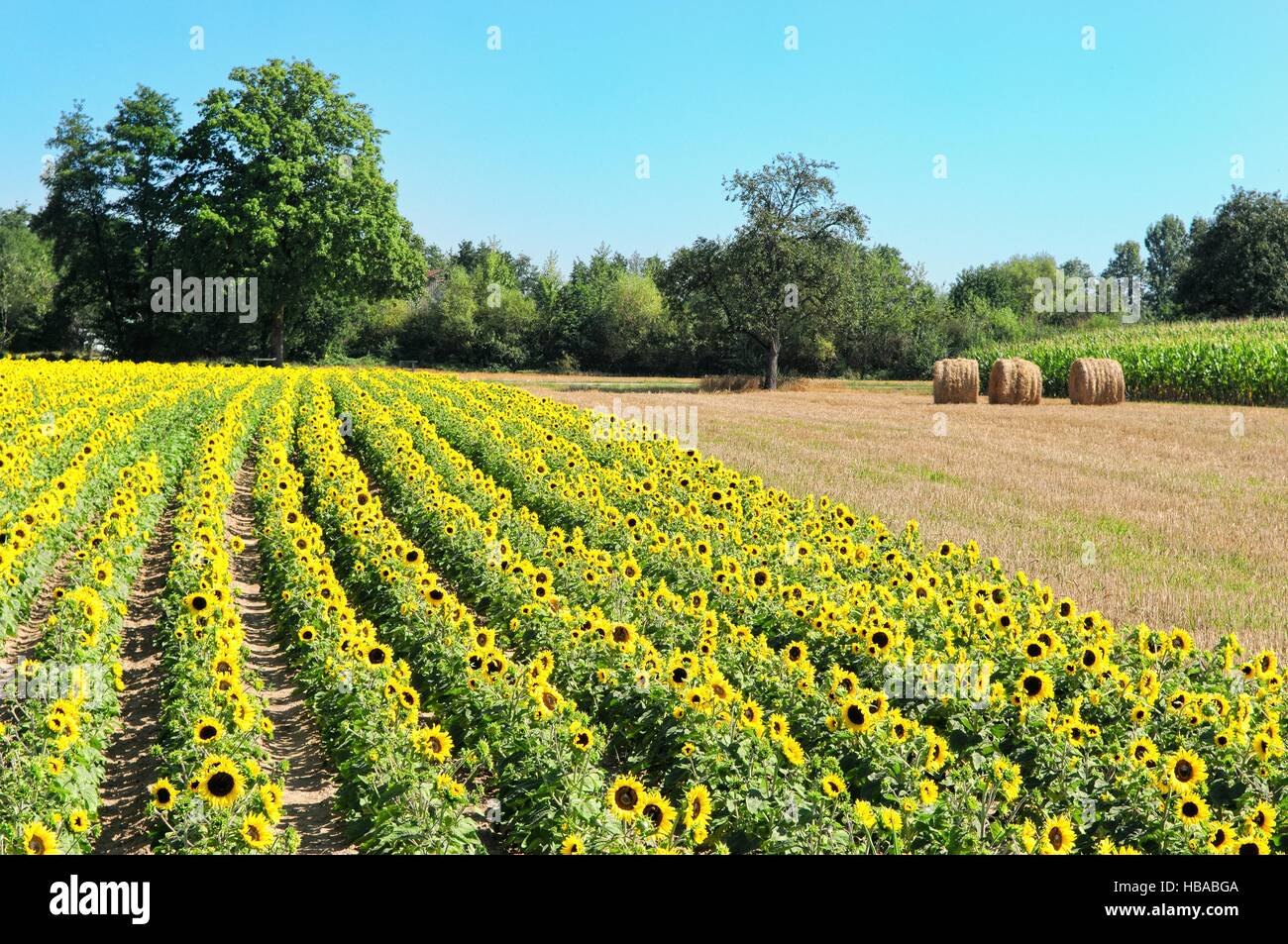 idyll on field Stock Photo - Alamy
