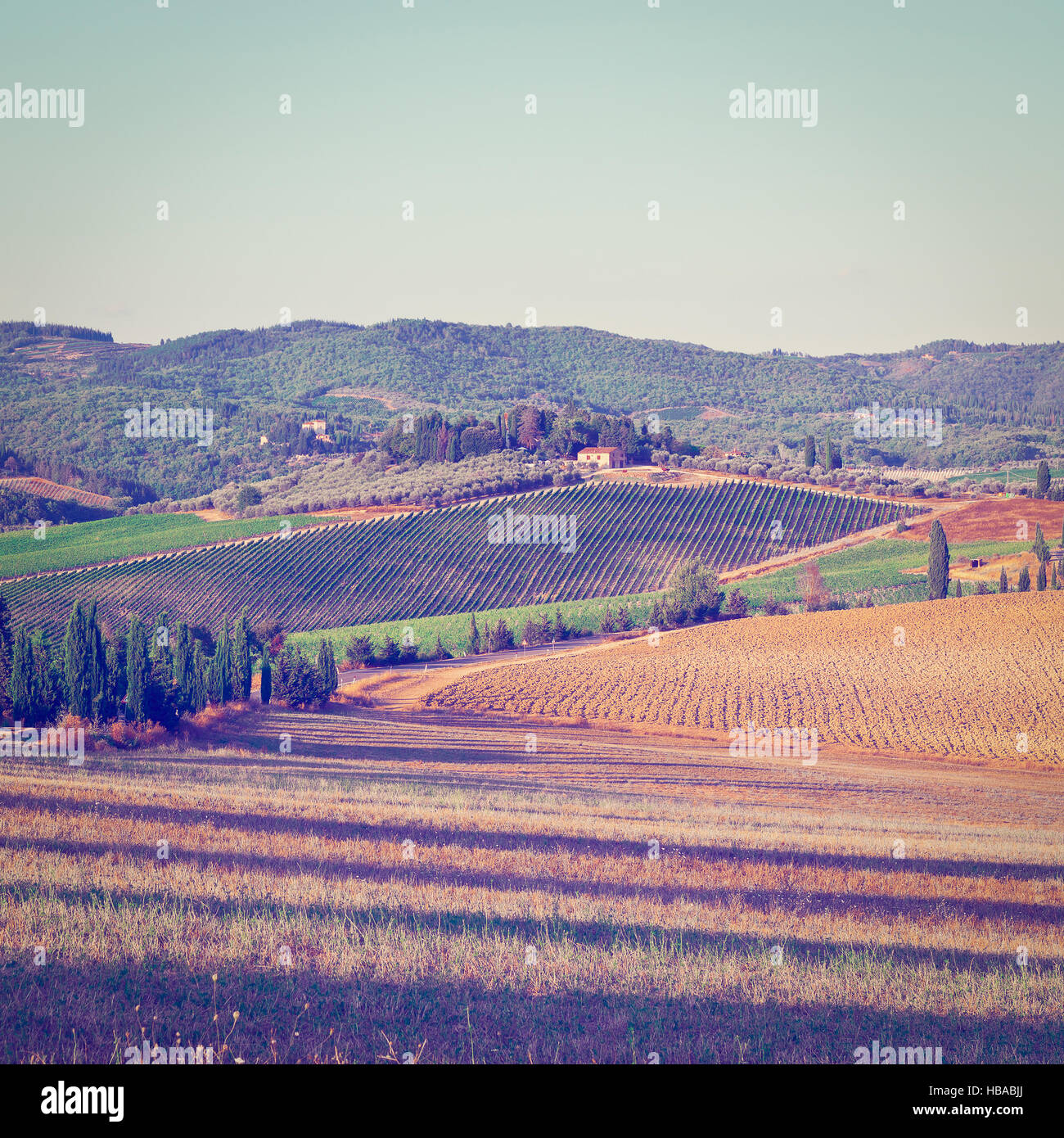 Chianti forest hi-res stock photography and images - Alamy