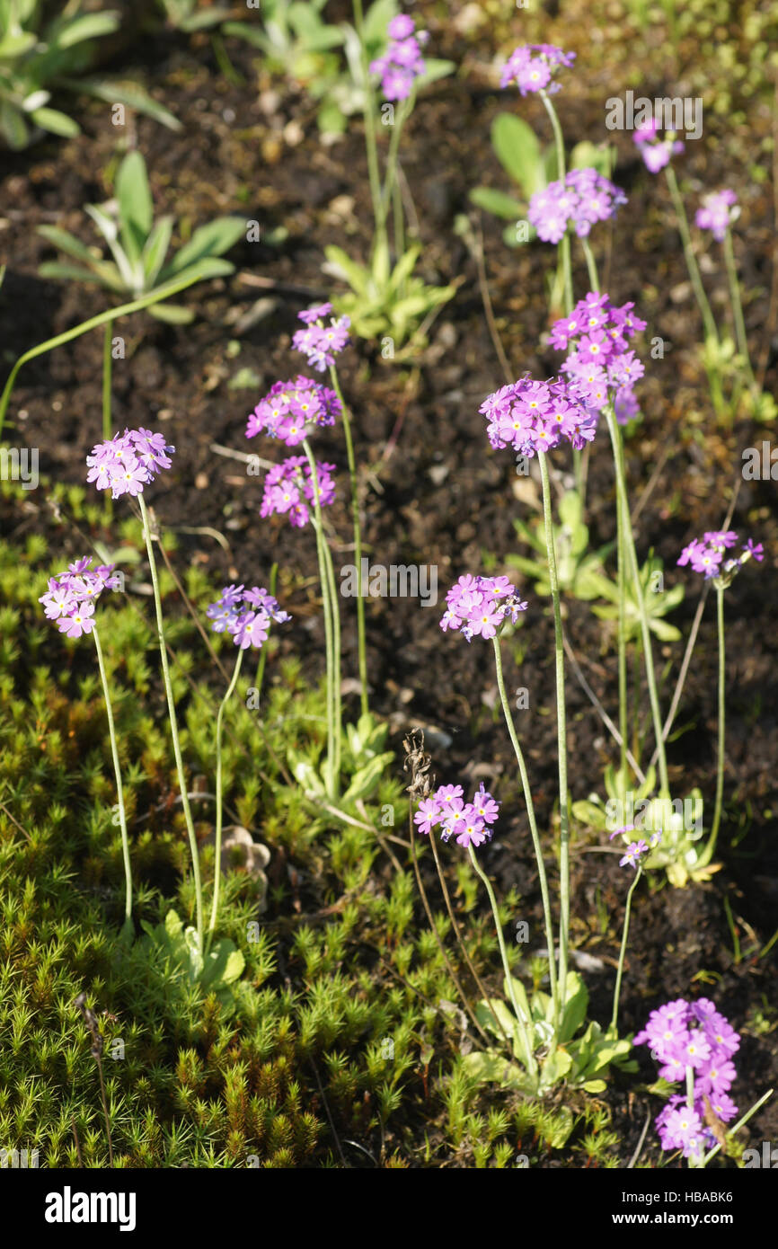Primula farinosa, Birds-eye primrose Stock Photo - Alamy