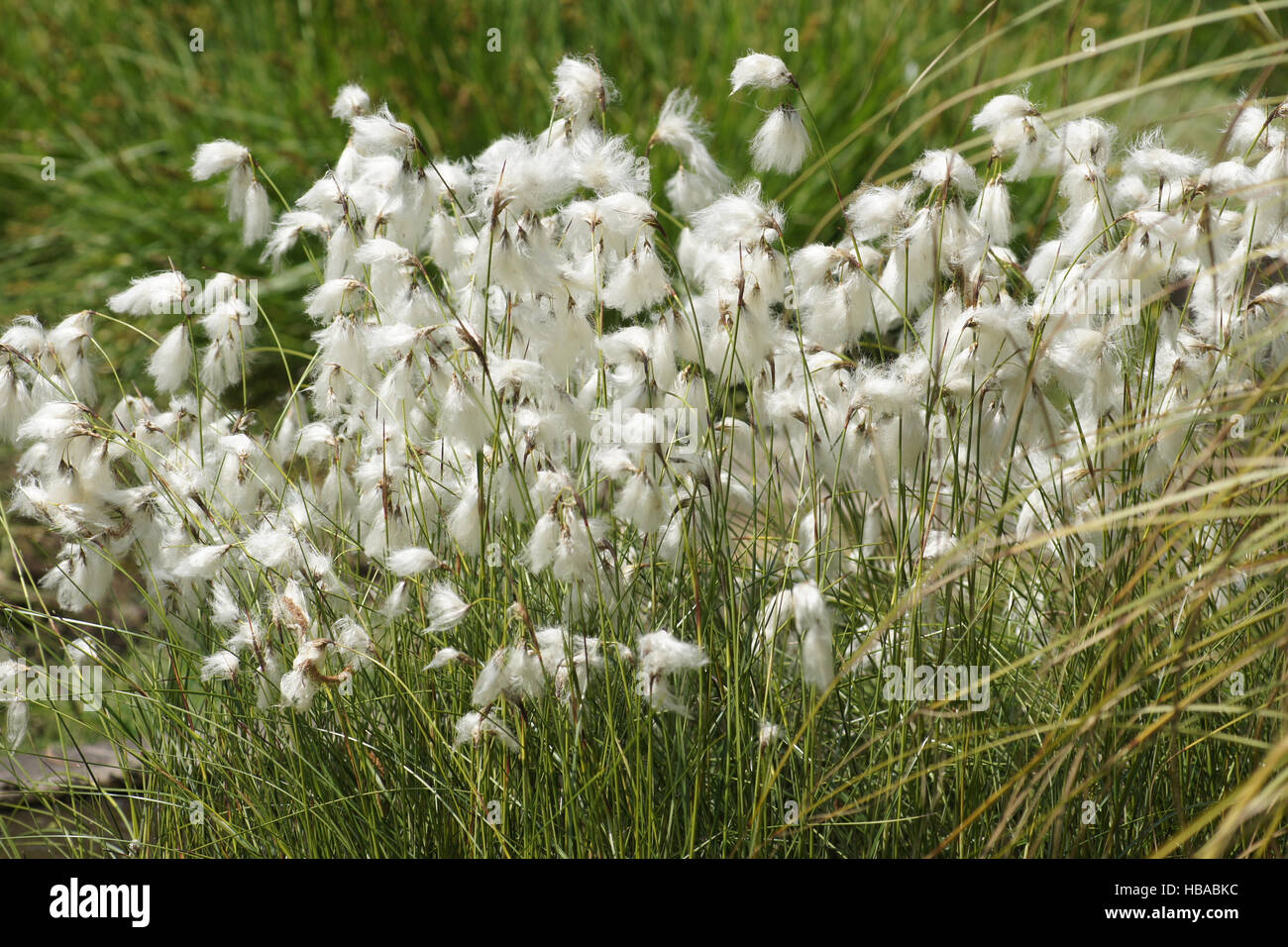 Eriophorum angustifolium, Cottongrass Stock Photo - Alamy
